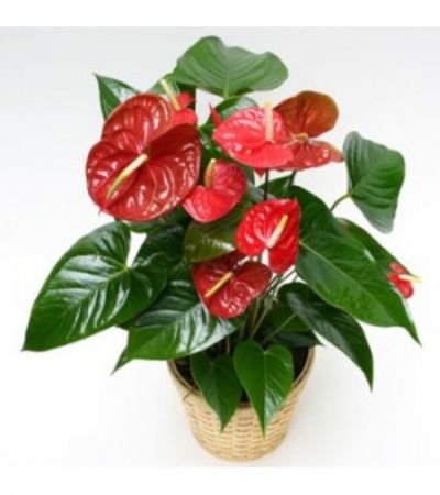 Red Anthurium Plant :: Blooms And Things